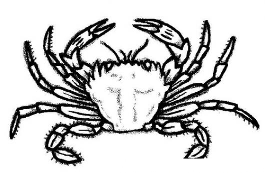 DIBUJO DE JAIBA PARA PINTAR Y COLOREAR CANGREJO CANGURA | DIBUJOS PARA ...