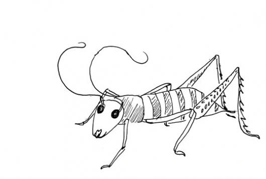 Imagenes de un grillo en dibujo - Imagui