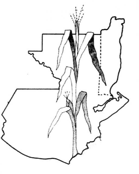 Dibujos de una milpa para pintar - Imagui